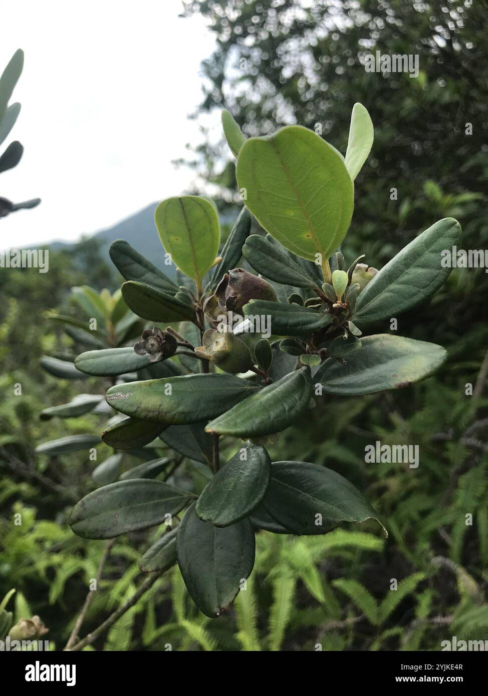 Rhodomyrtus tomentosa hi-res stock photography and images - Alamy