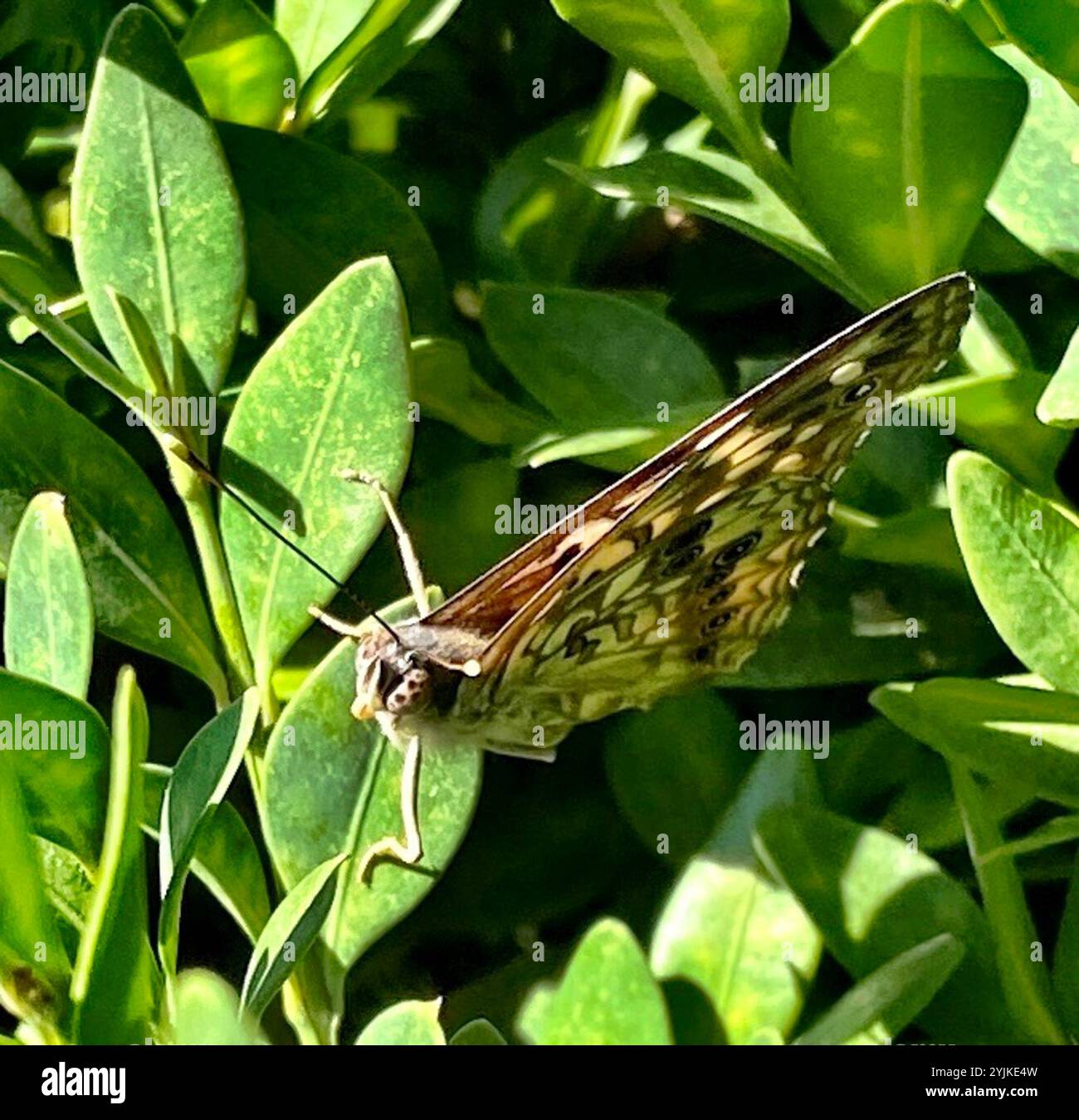 Hackberry Emperor (Asterocampa celtis Stock Photo - Alamy