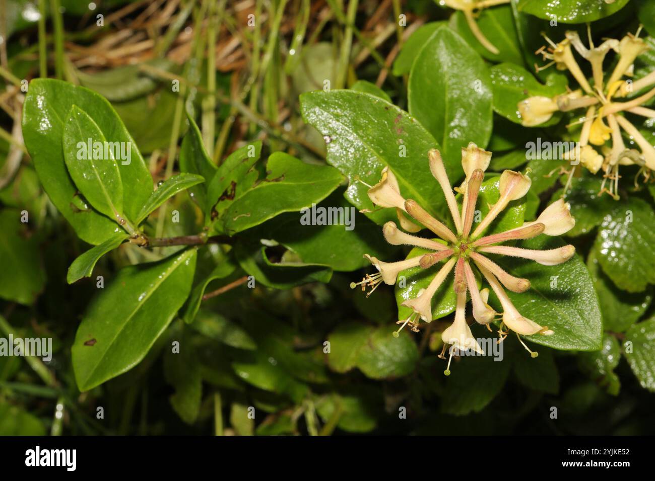 Common Honeysuckle (Lonicera periclymenum Stock Photo - Alamy