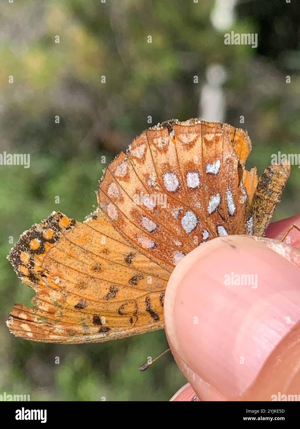 Northwestern fritillary hi-res stock photography and images - Alamy