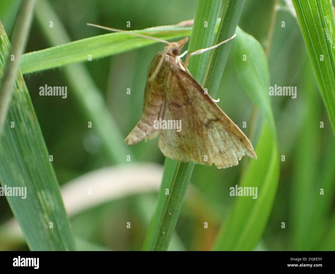 Mint Root Borer Moth (Fumibotys fumalis Stock Photo - Alamy