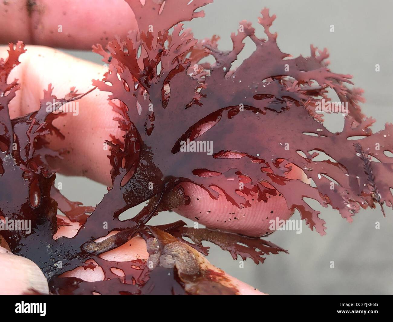 red sea fan (Callophyllis flabellulata Stock Photo - Alamy