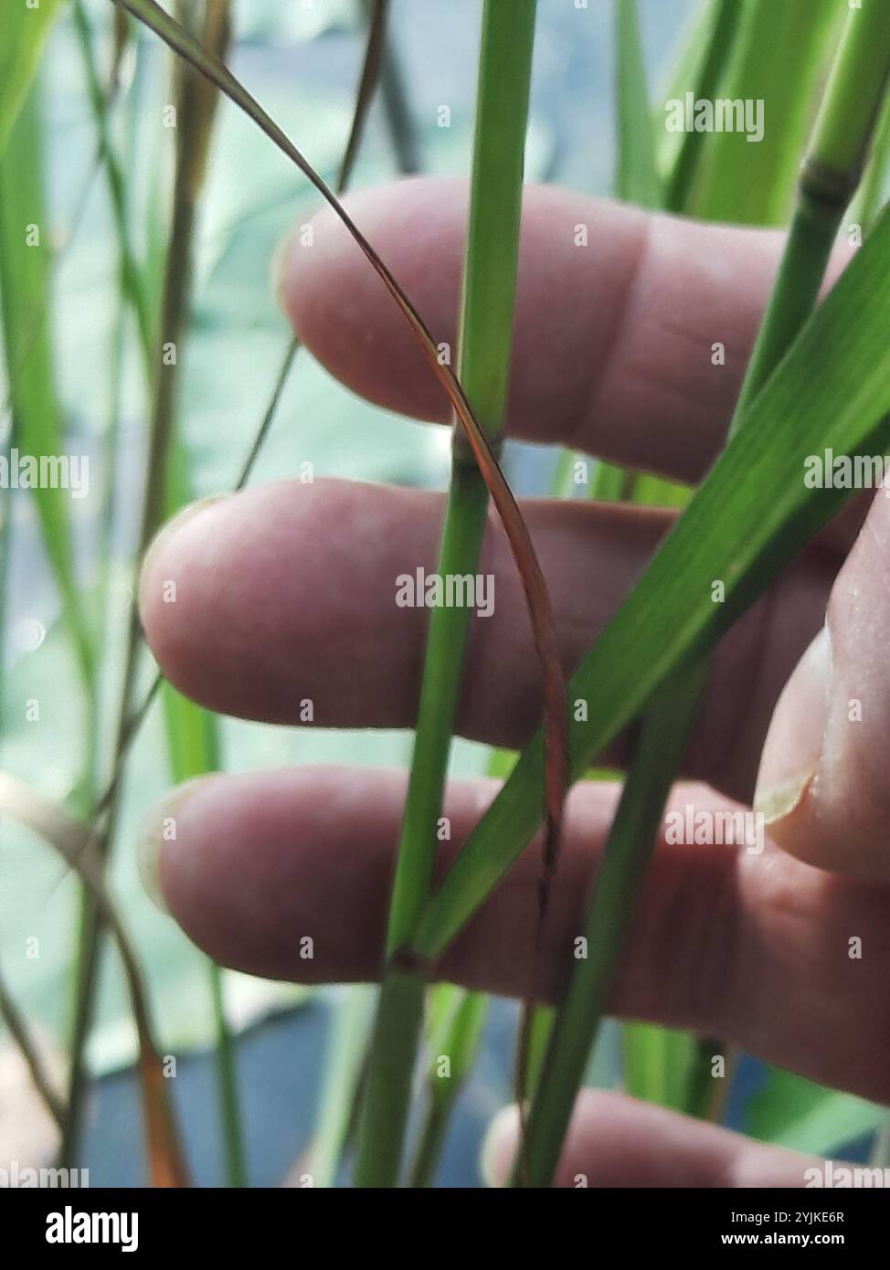bristlegrasses, bluestems, paspalums, and allies (Panicoideae Stock ...