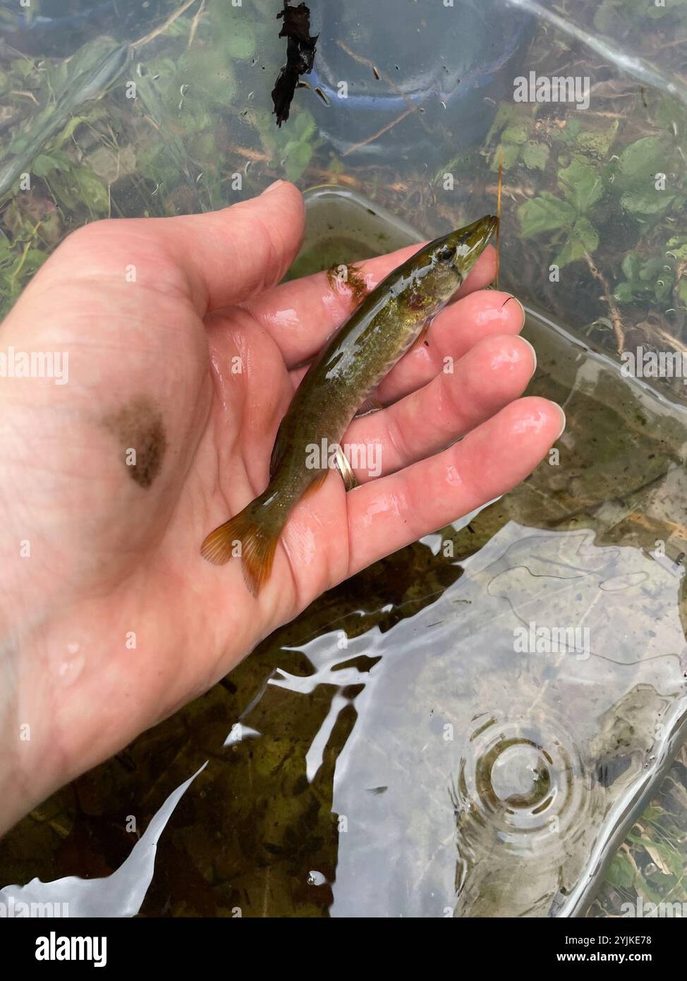 Redfin Pickerel (Esox americanus americanus Stock Photo - Alamy
