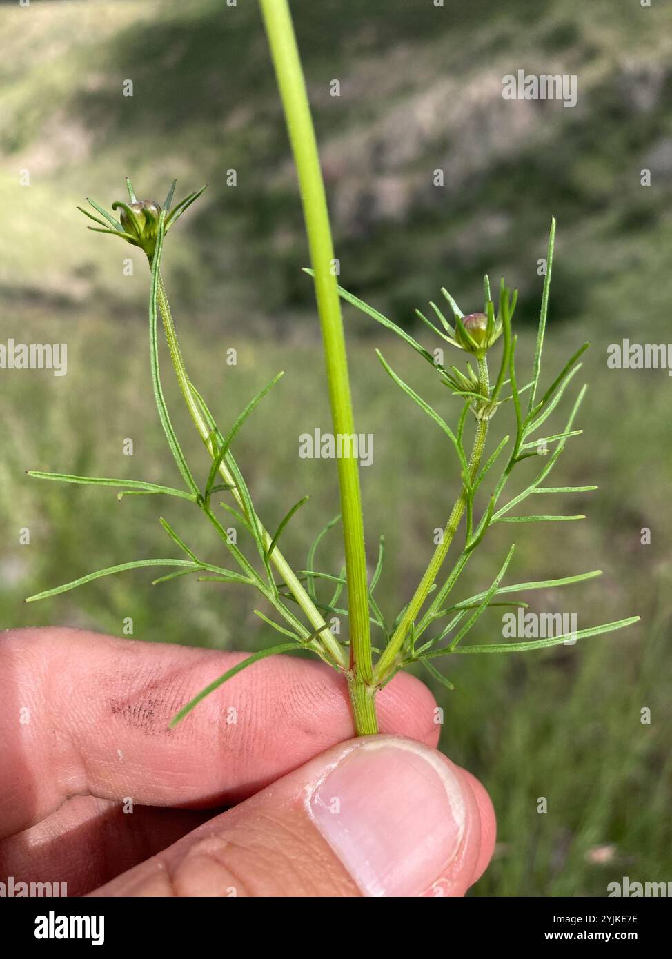 southwestern cosmos (Cosmos parviflorus Stock Photo - Alamy