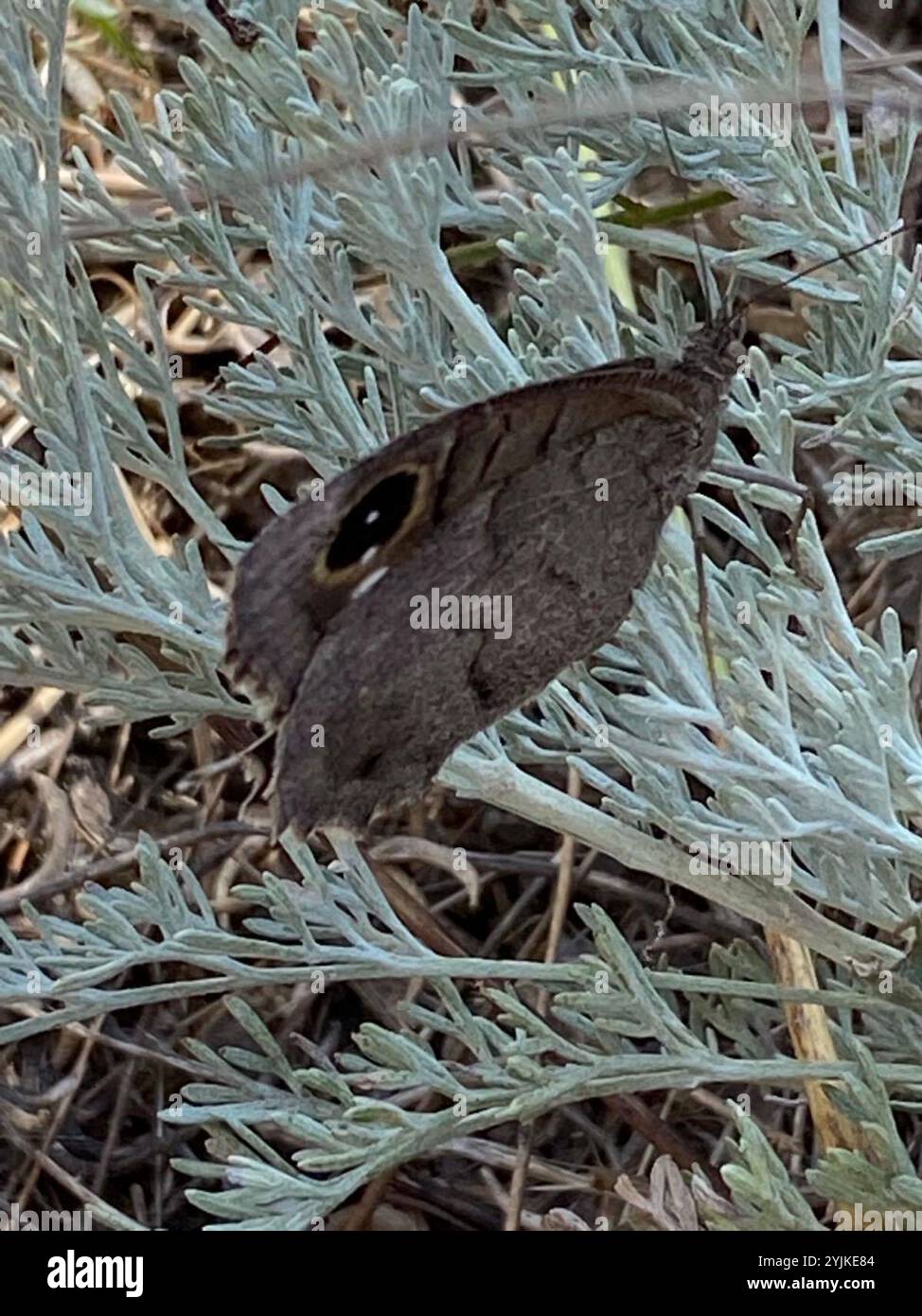 Hipparchia statilinus hi-res stock photography and images - Alamy