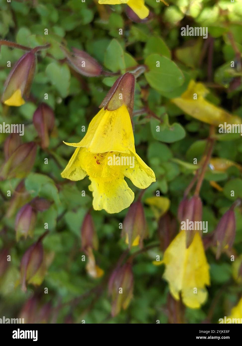 Subalpine Monkeyflower (Erythranthe caespitosa Stock Photo - Alamy