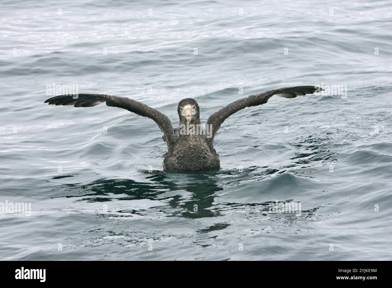 Northern giant petrel Macronectes halli on the sea with wings raised ...