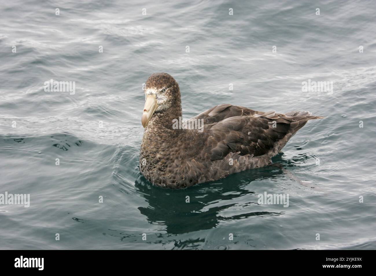 Northern giant petrel Macronectes halli swimming on the sea New Zealand ...
