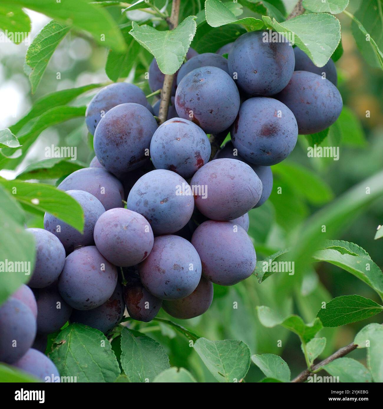 Prunus domestica The Czar Stock Photo - Alamy