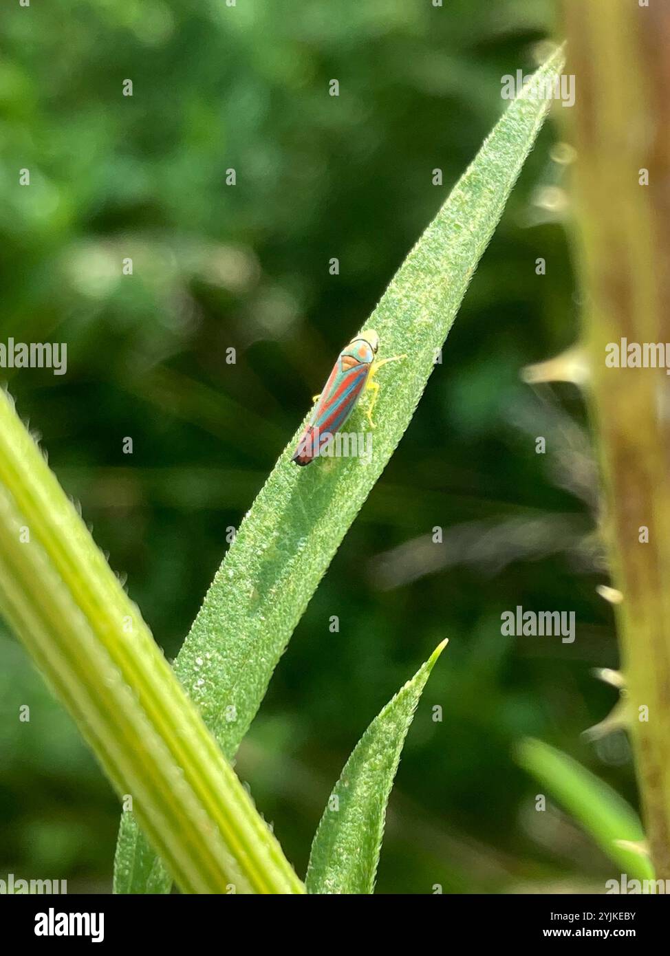 Red-banded Leafhopper (Graphocephala coccinea Stock Photo - Alamy