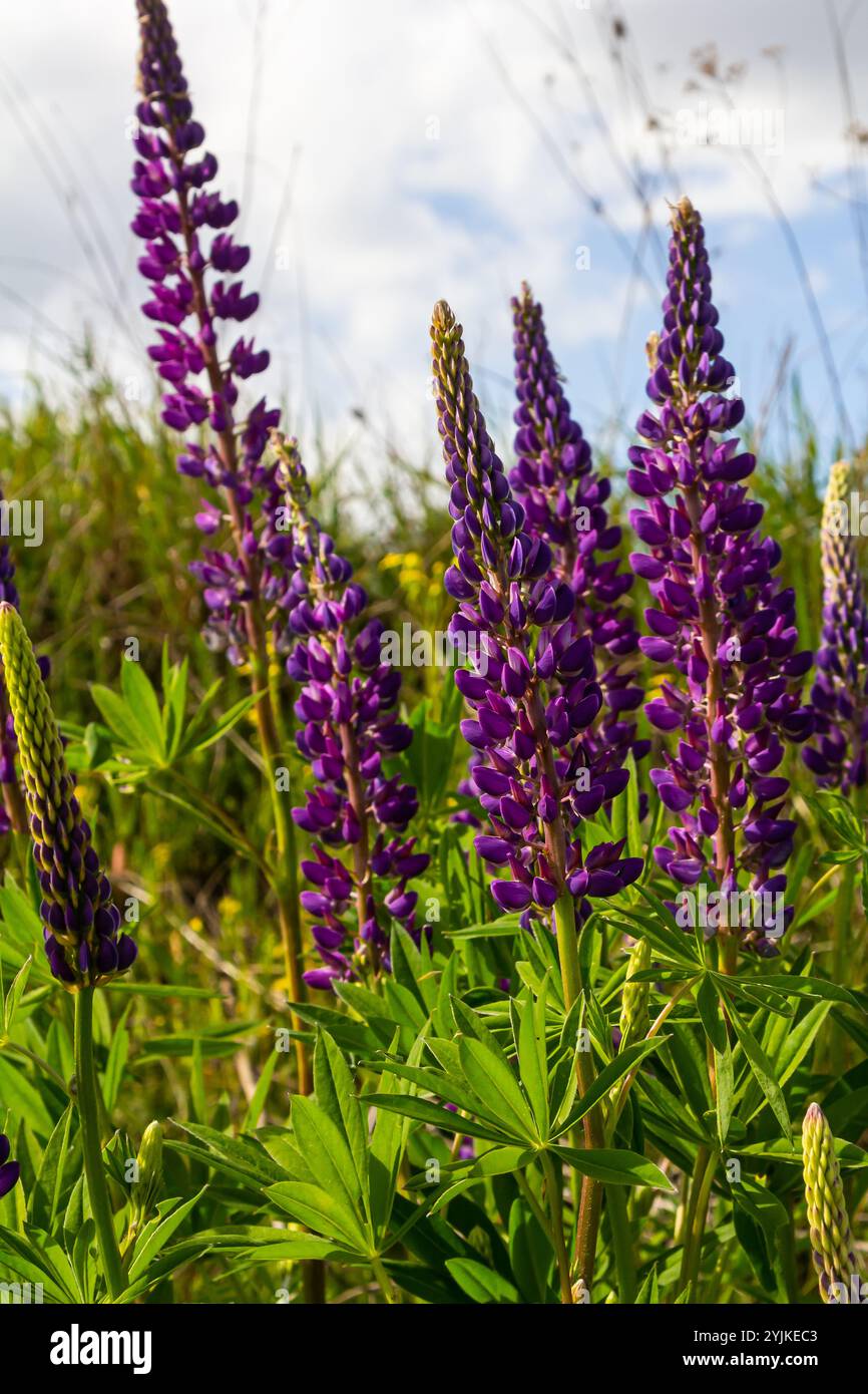 Field blooming lupine flowers lupinus hi-res stock photography and images - Alamy