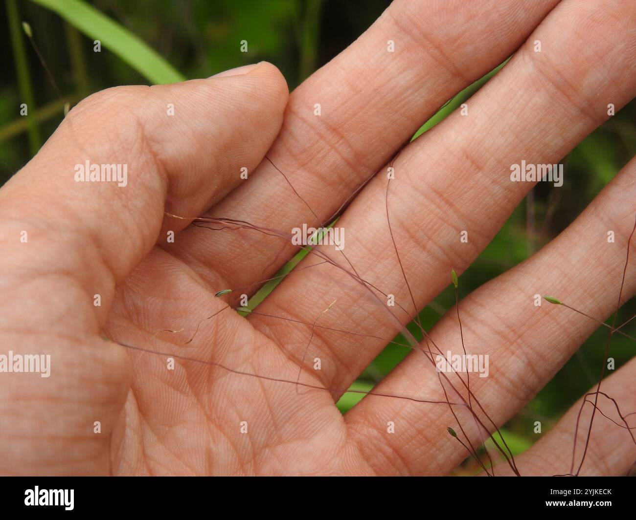 Fall Witchgrass (Digitaria cognata Stock Photo - Alamy