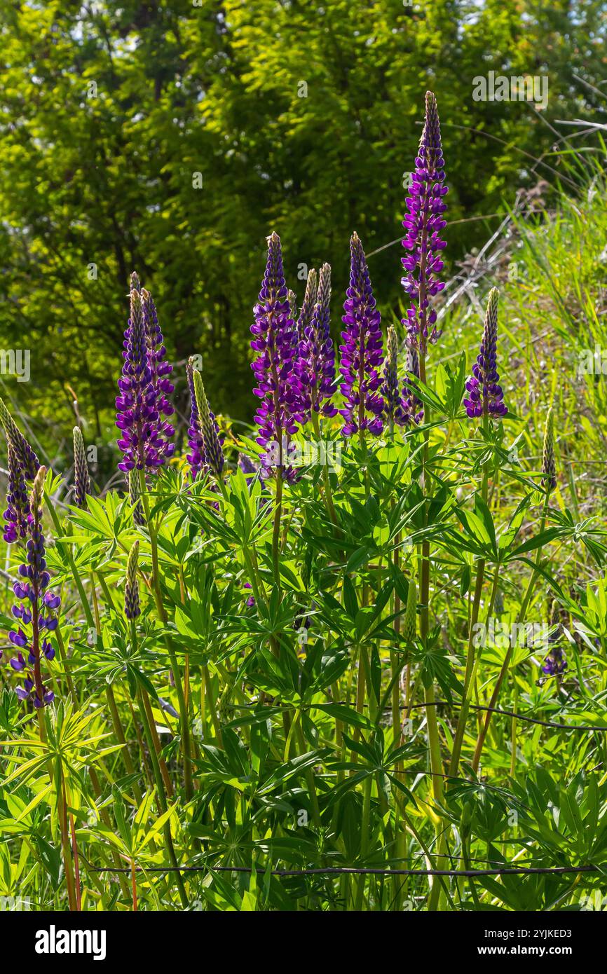 Blue lupin lupinus perennis hi-res stock photography and images - Alamy