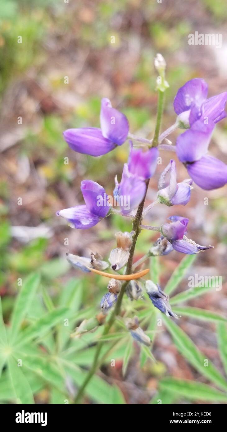 Broadleaf Lupine (Lupinus latifolius Stock Photo - Alamy