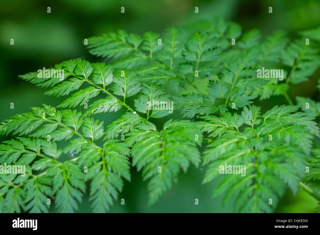 Poison hemlock leaf Conium maculatum up close macro carrot family ...