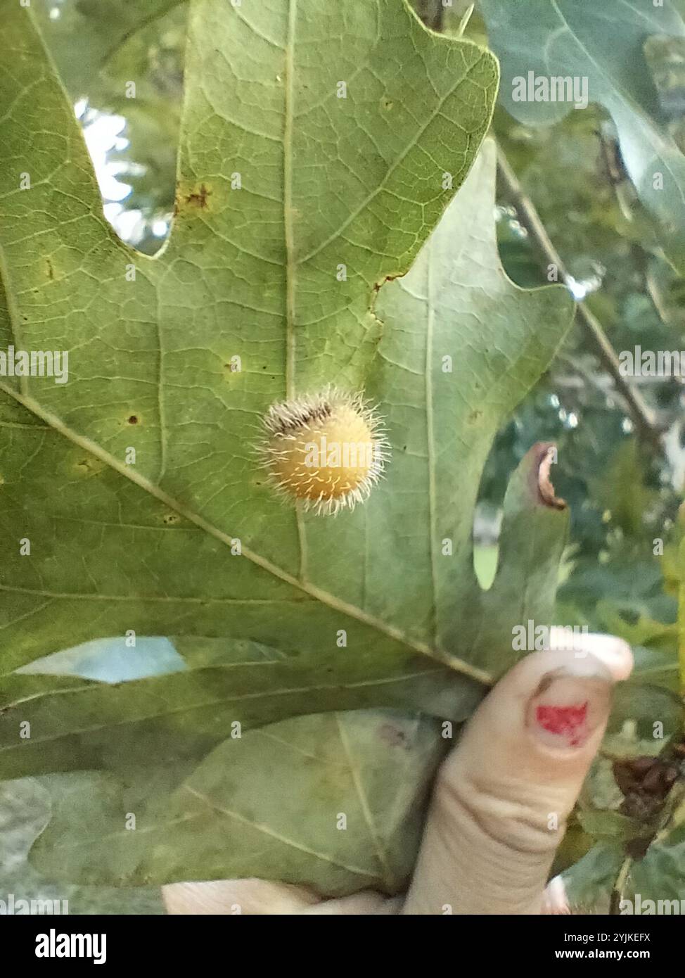 Hedgehog Gall Wasp (Acraspis erinacei Stock Photo - Alamy