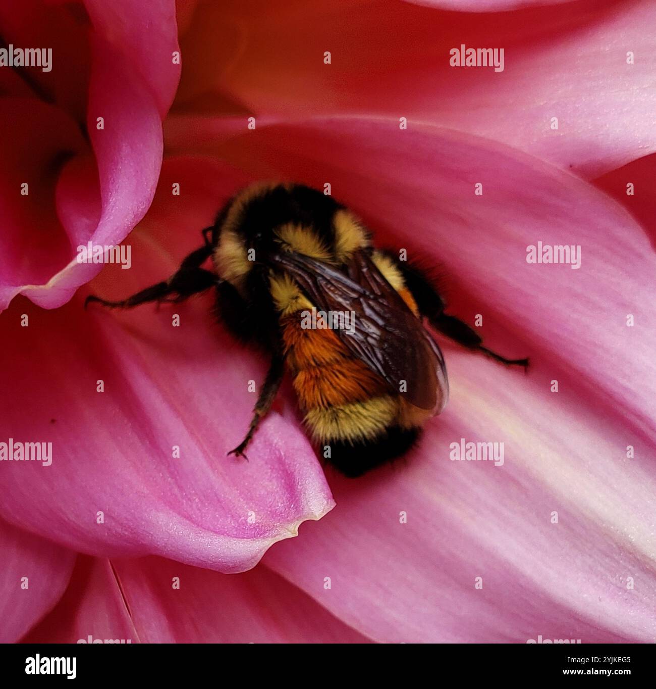 Tricolored Bumble Bee (Bombus ternarius Stock Photo - Alamy