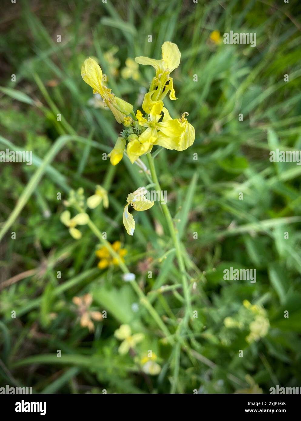 White Mustard (Sinapis alba Stock Photo - Alamy