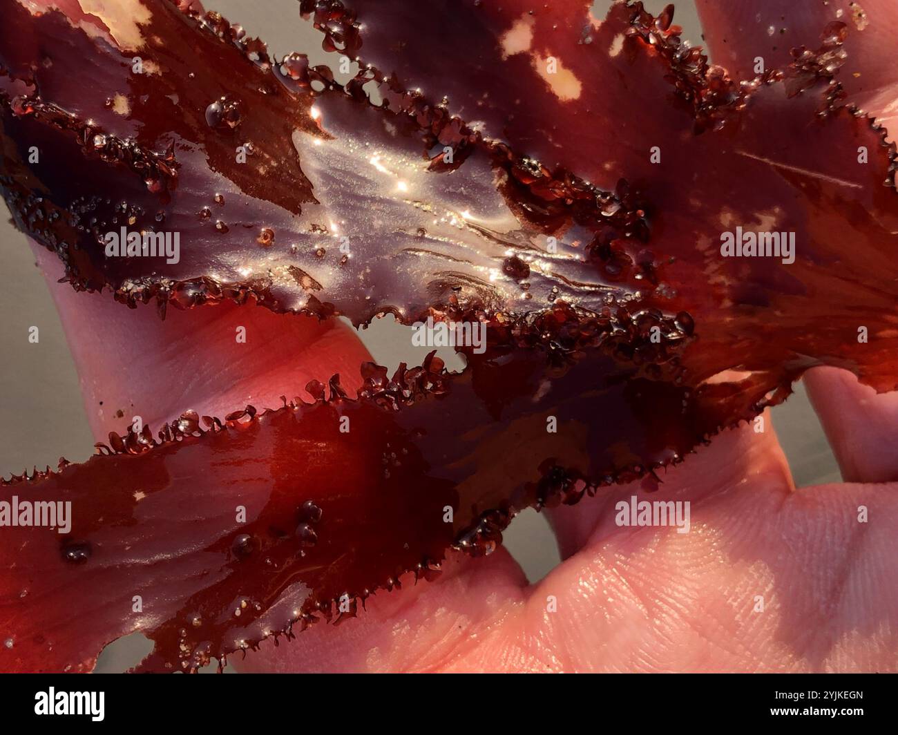 Grape Tongue (Cryptopleura ruprechtiana Stock Photo - Alamy