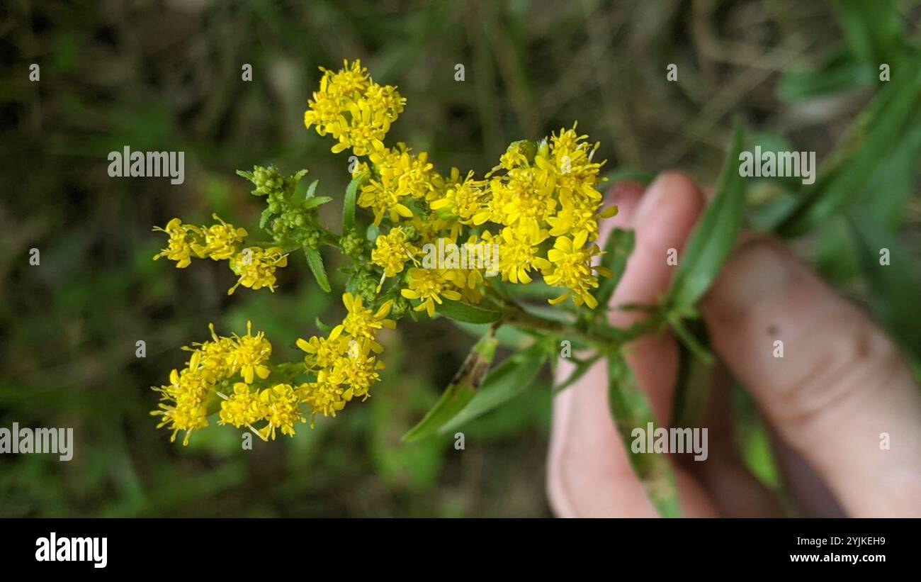 early goldenrod (Solidago juncea Stock Photo - Alamy