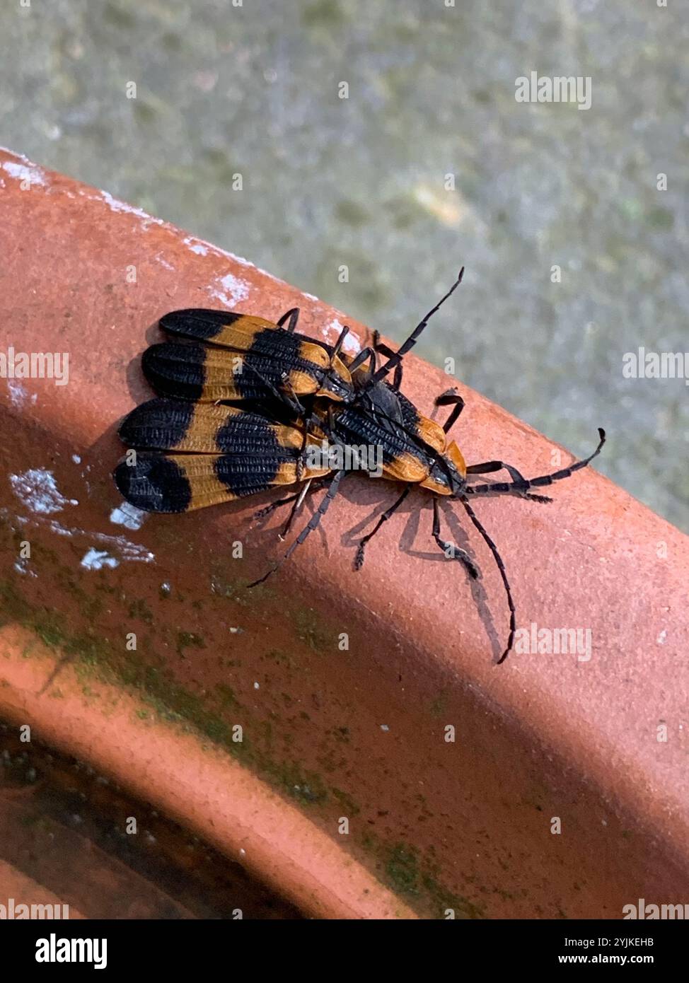 Reticulated net winged beetle hi-res stock photography and images - Alamy