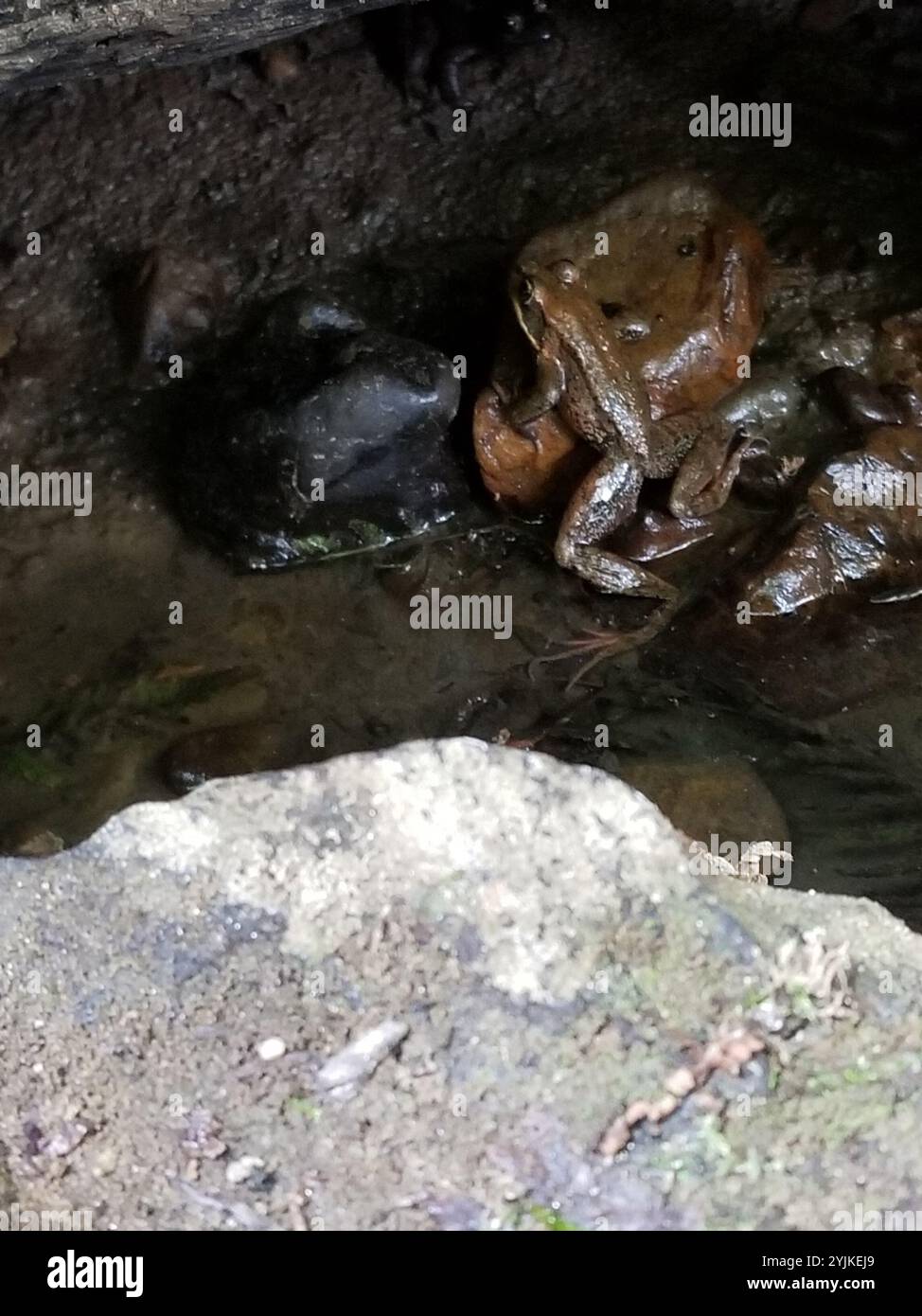 Northern Red-legged Frog (Rana aurora Stock Photo - Alamy