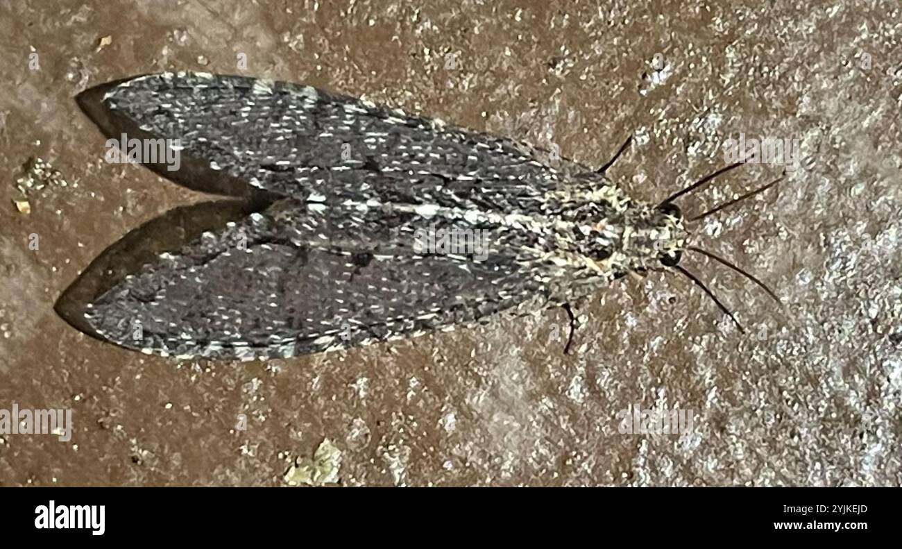 Giant Lacewing (Polystoechotes punctata Stock Photo - Alamy