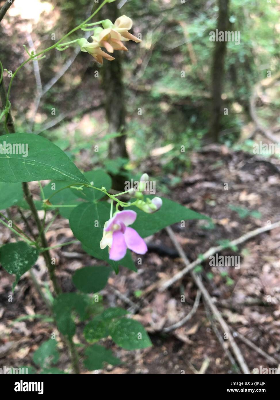 Polystachios hi-res stock photography and images - Alamy