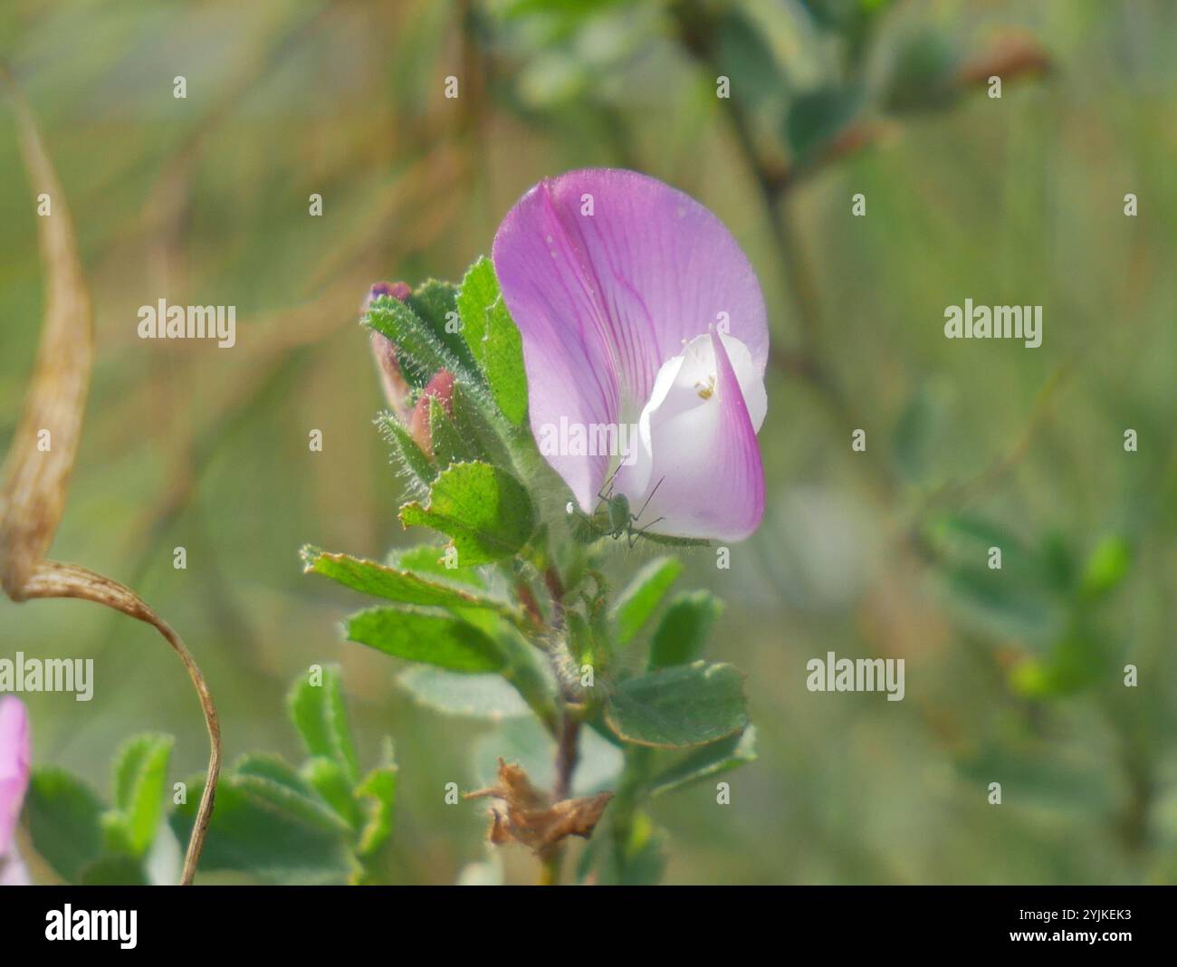 Spiny restharrow (Ononis spinosa Stock Photo - Alamy