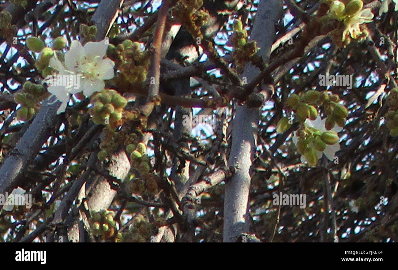 South African Wild Pear (Dombeya rotundifolia Stock Photo - Alamy