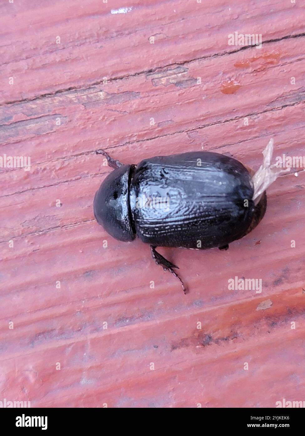 Sugarcane Beetle (Euetheola humilis Stock Photo - Alamy