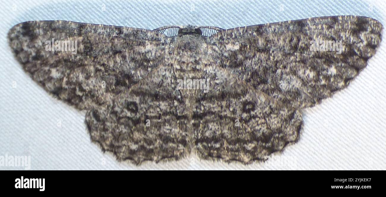 Umber Moth (Hypomecis umbrosaria Stock Photo - Alamy