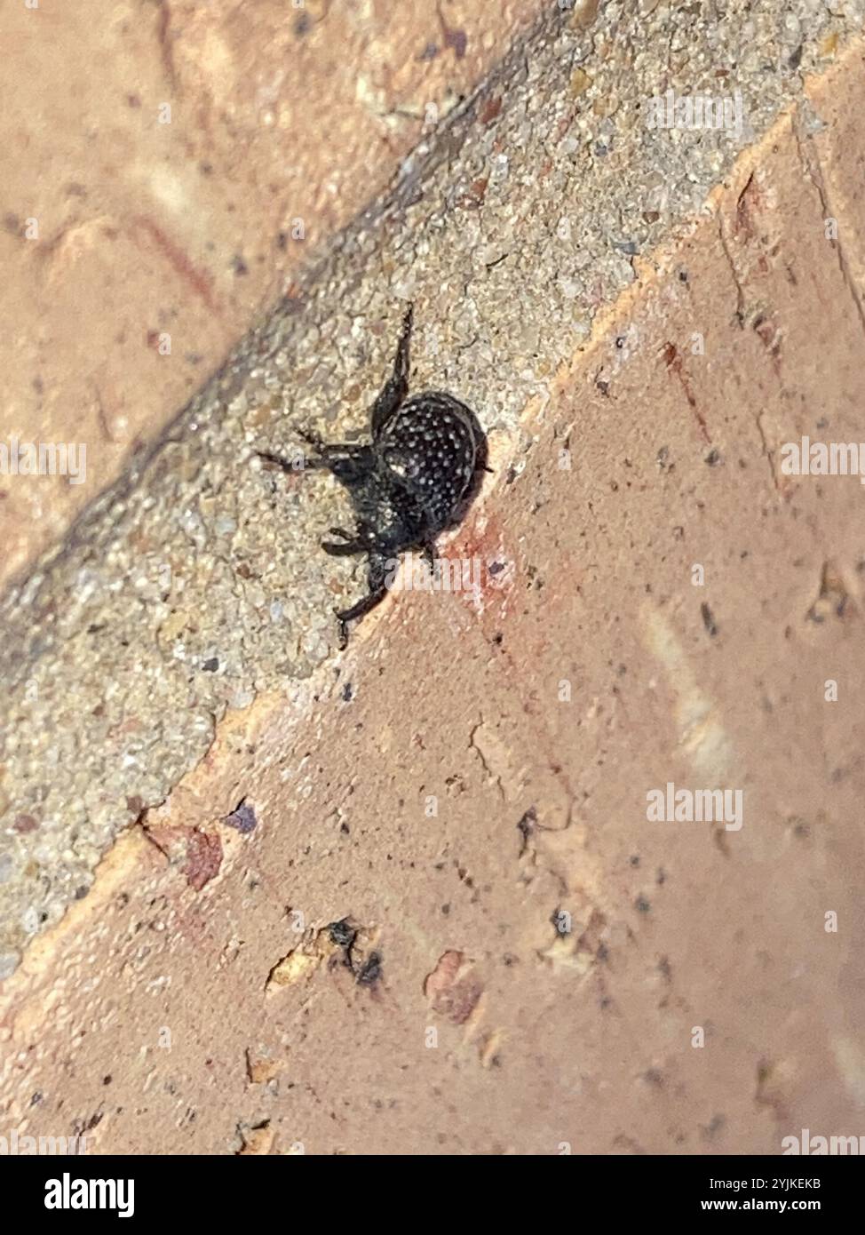 Cowpea Curculio (Chalcodermus aeneus Stock Photo - Alamy