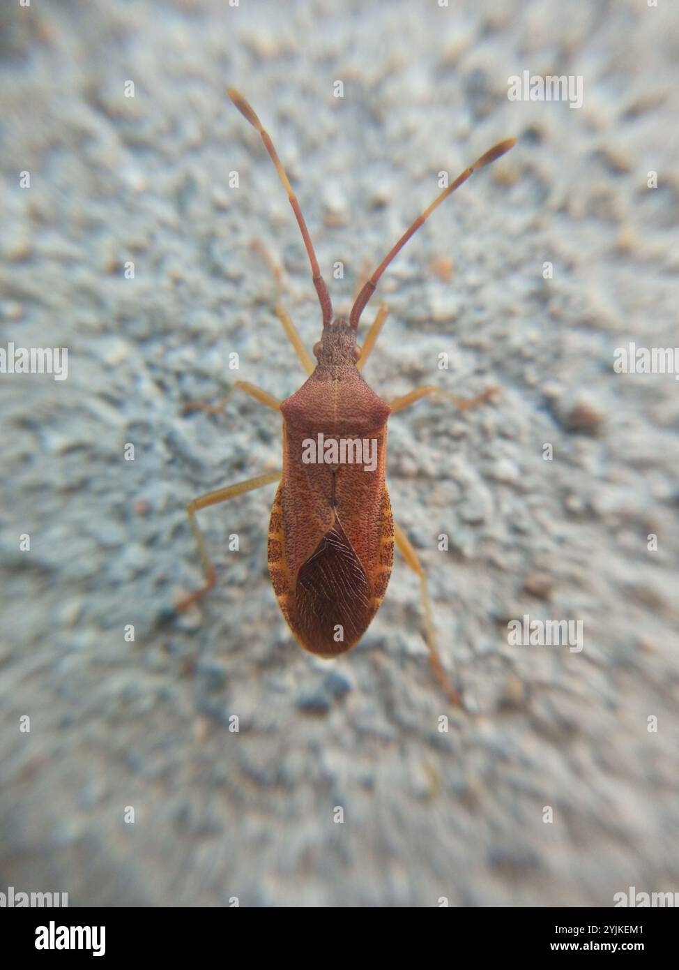 Box Bug (Gonocerus acuteangulatus Stock Photo - Alamy