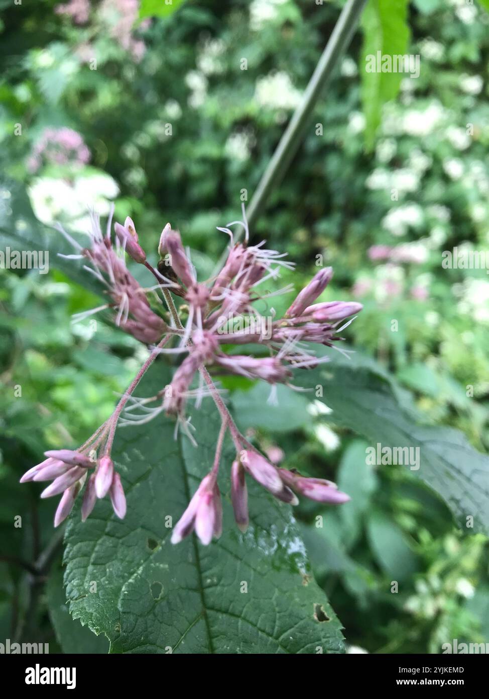 Joe-Pye weeds (Eutrochium Stock Photo - Alamy