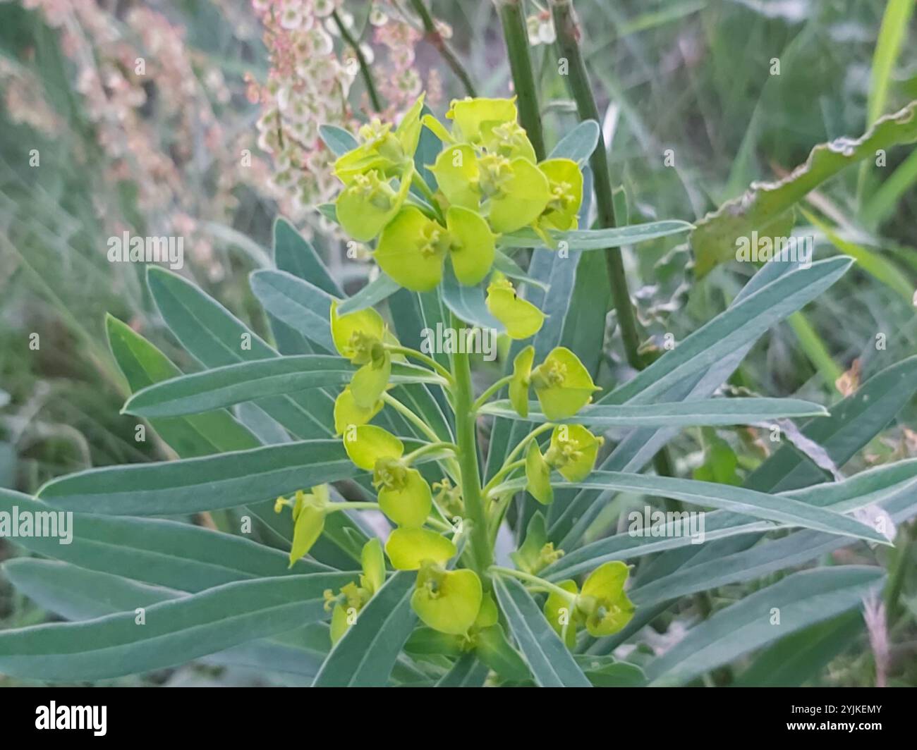 leafy spurge (Euphorbia esula Stock Photo - Alamy