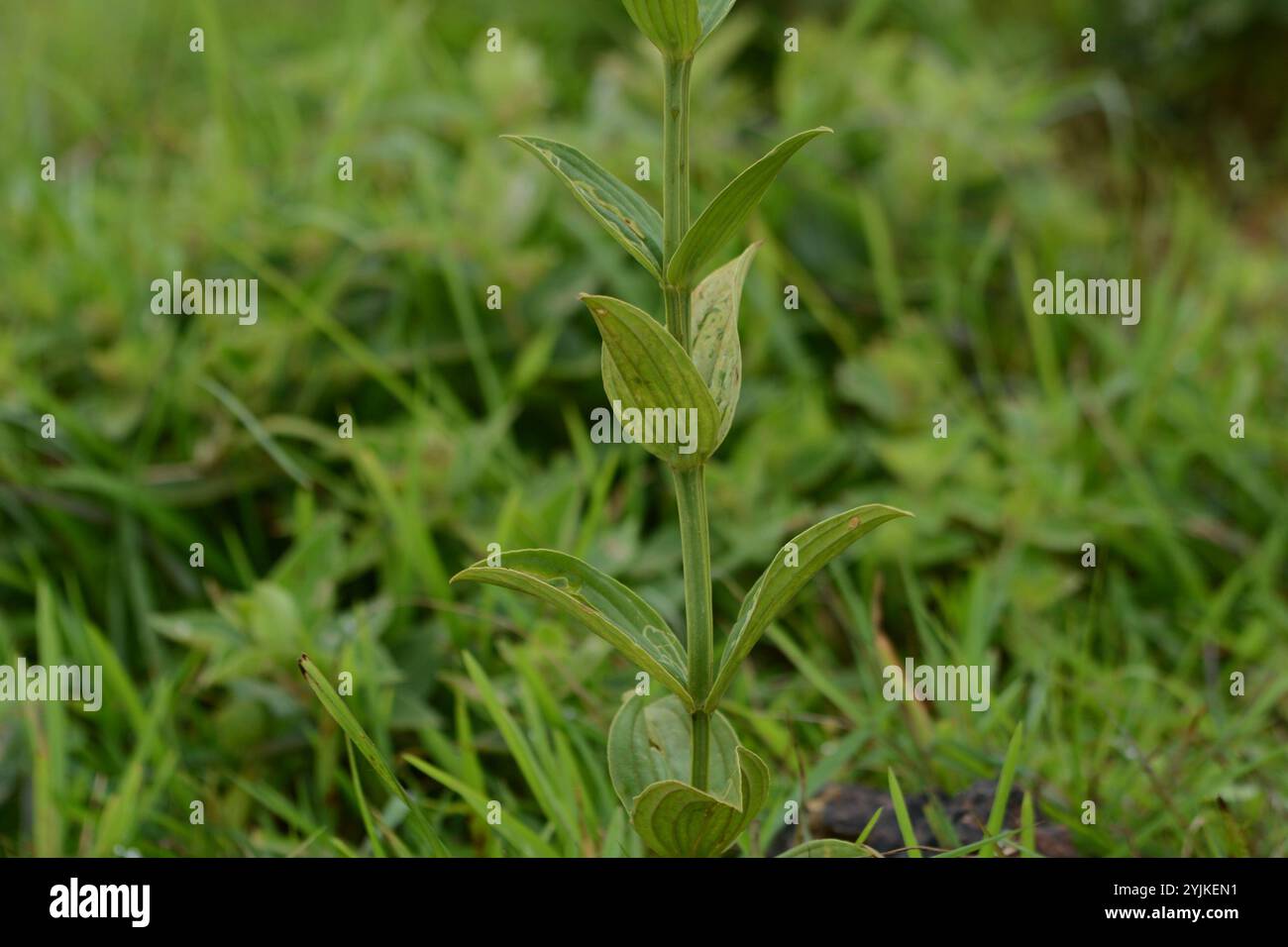 Exacum tetragonum hi-res stock photography and images - Alamy