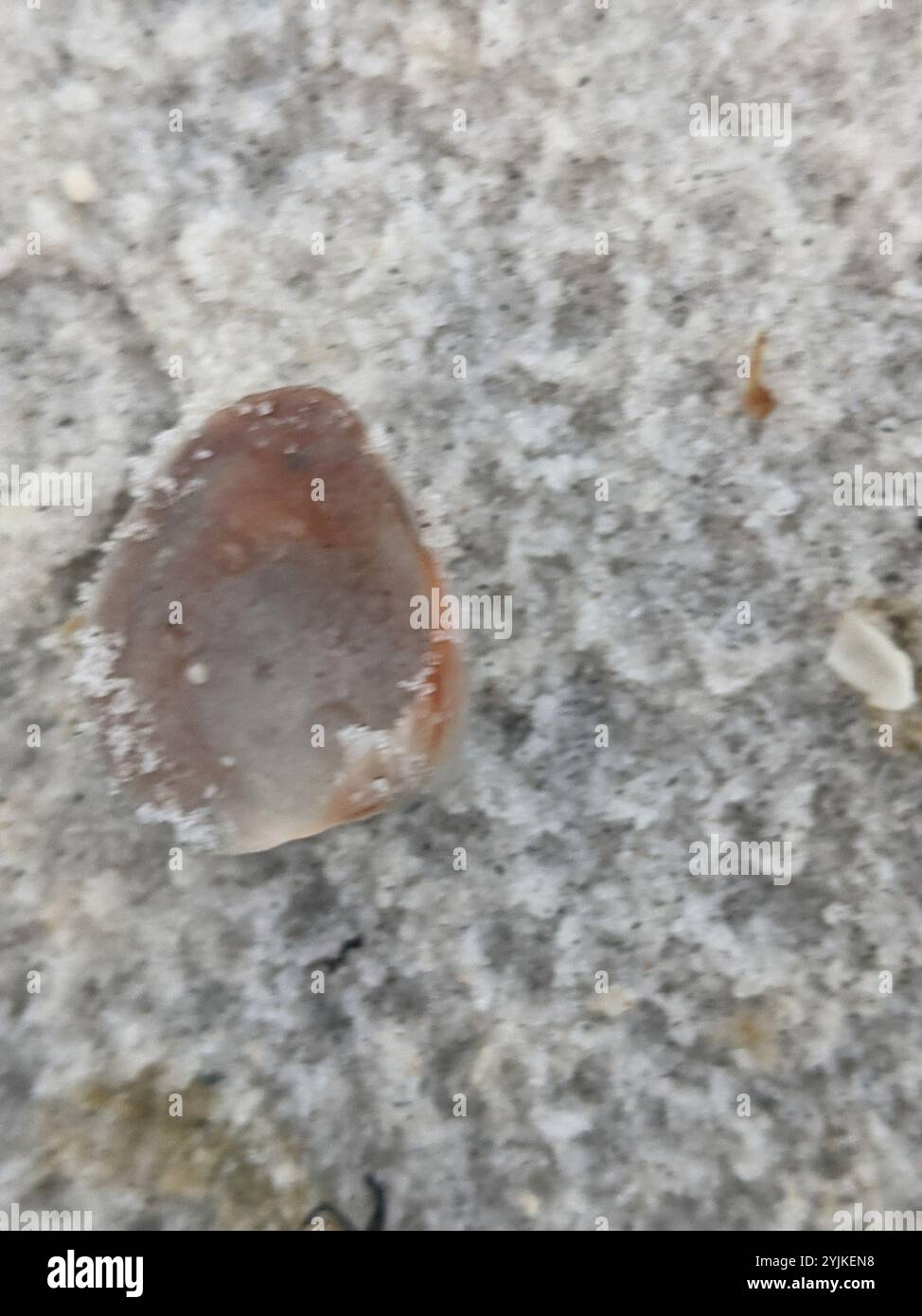 Cross-barred Venus (Chione elevata Stock Photo - Alamy