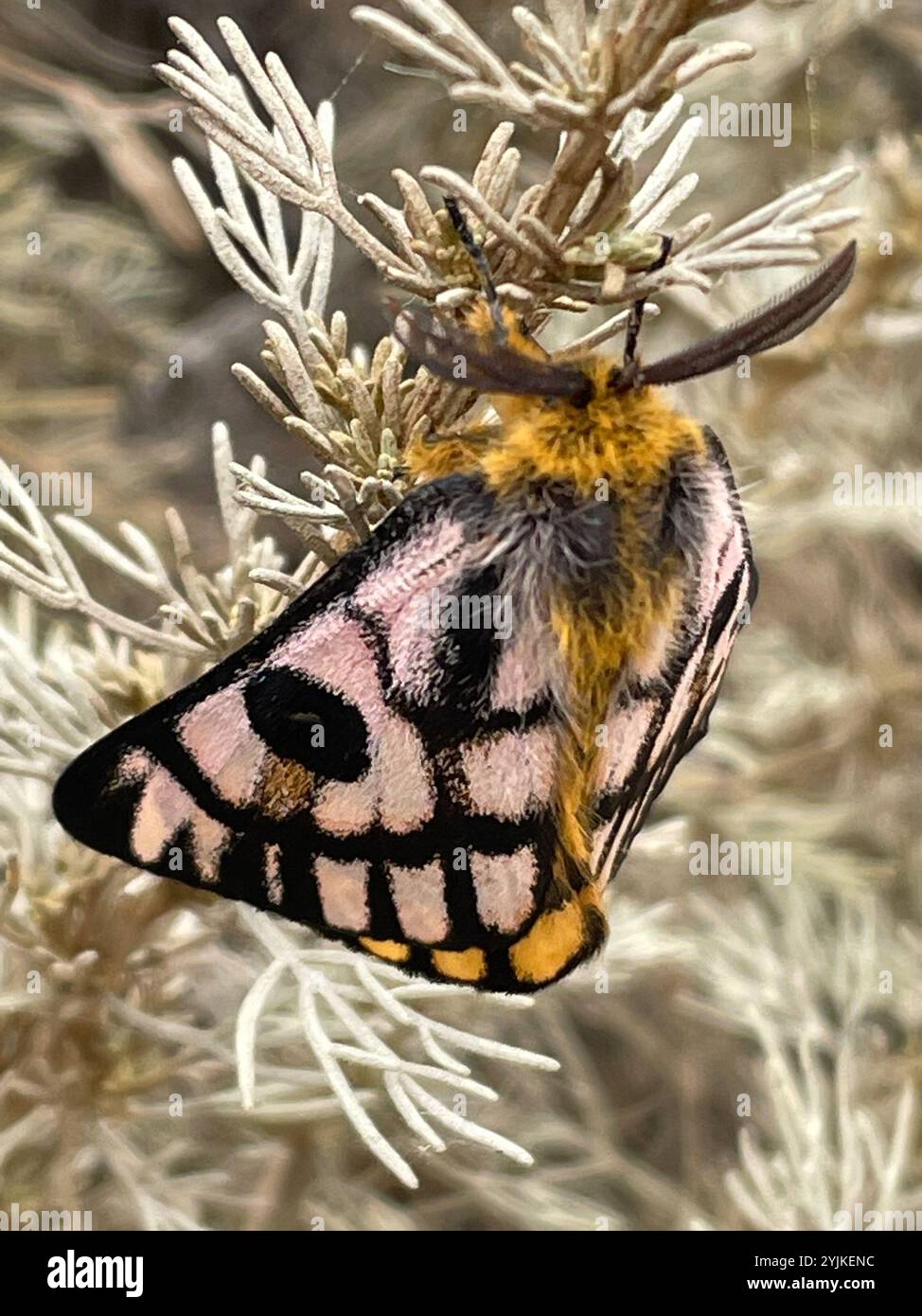 Western Sheep Moth (Hemileuca eglanterina Stock Photo - Alamy