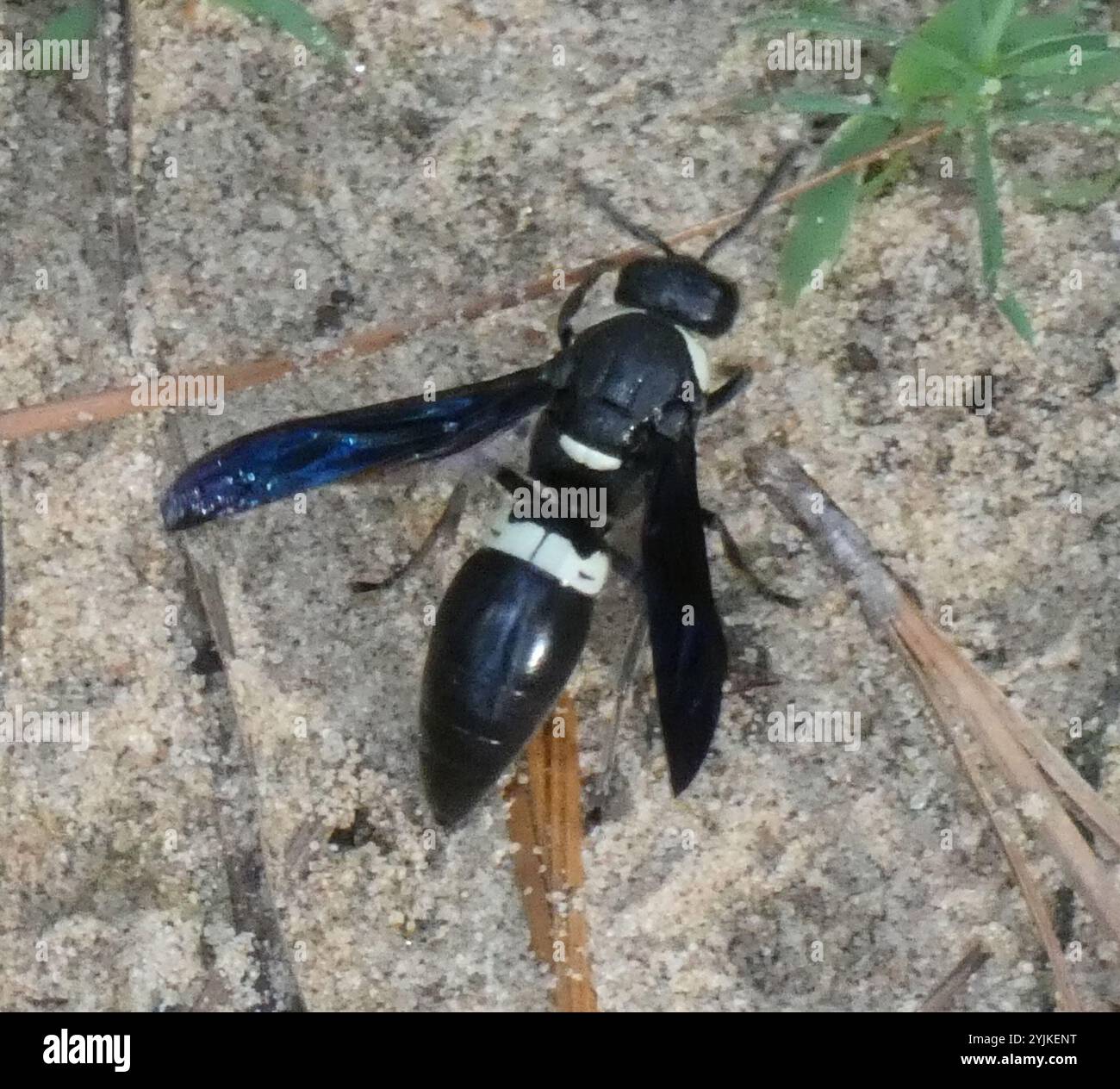 Four-toothed Mason Wasp (Monobia quadridens Stock Photo - Alamy