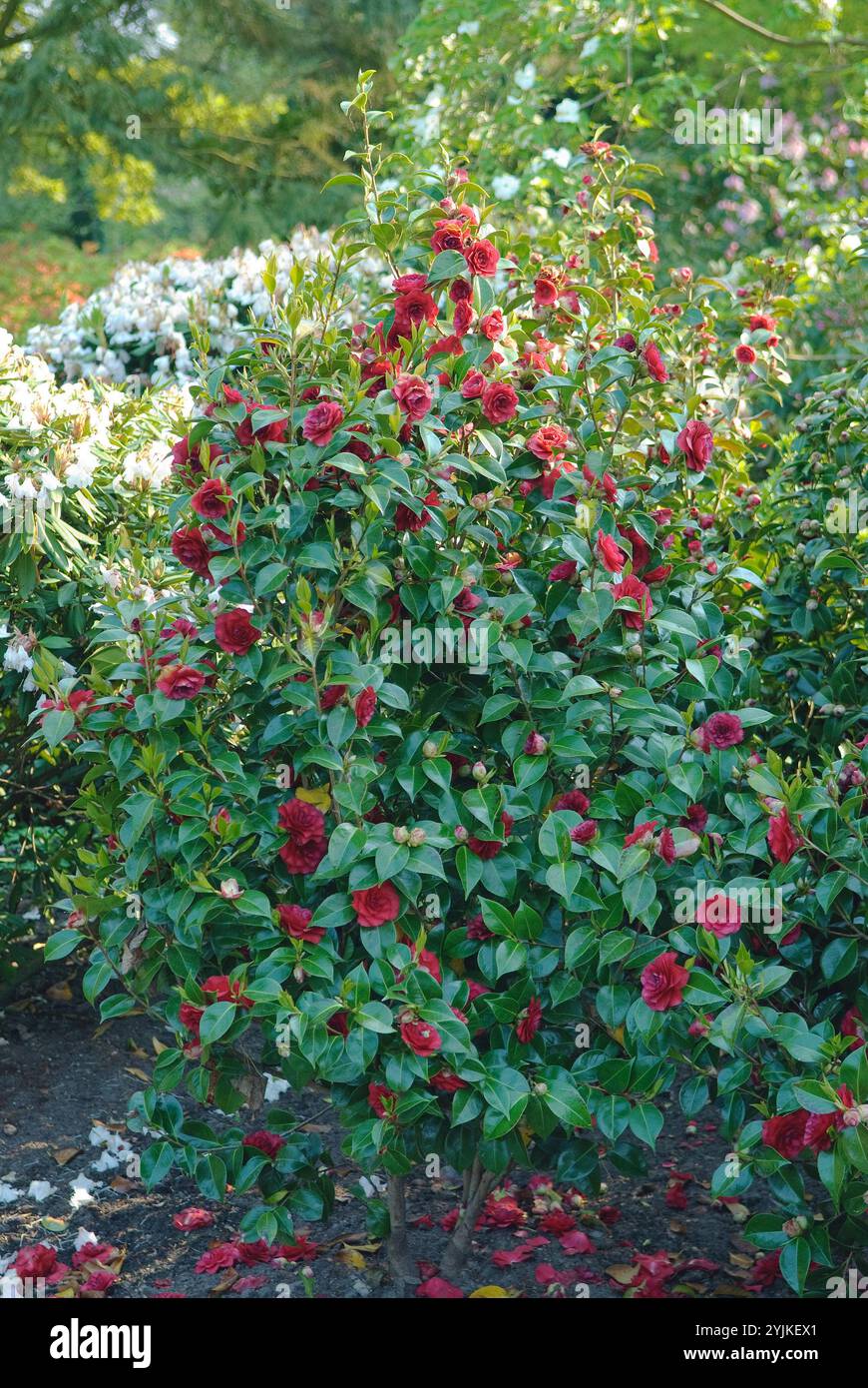 Kamelie (Camellia japonica 'Roger Hall'), Camellia (Camellia japonica ...