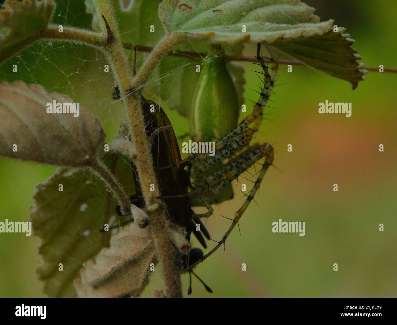 Mydas maculiventris hi-res stock photography and images - Alamy