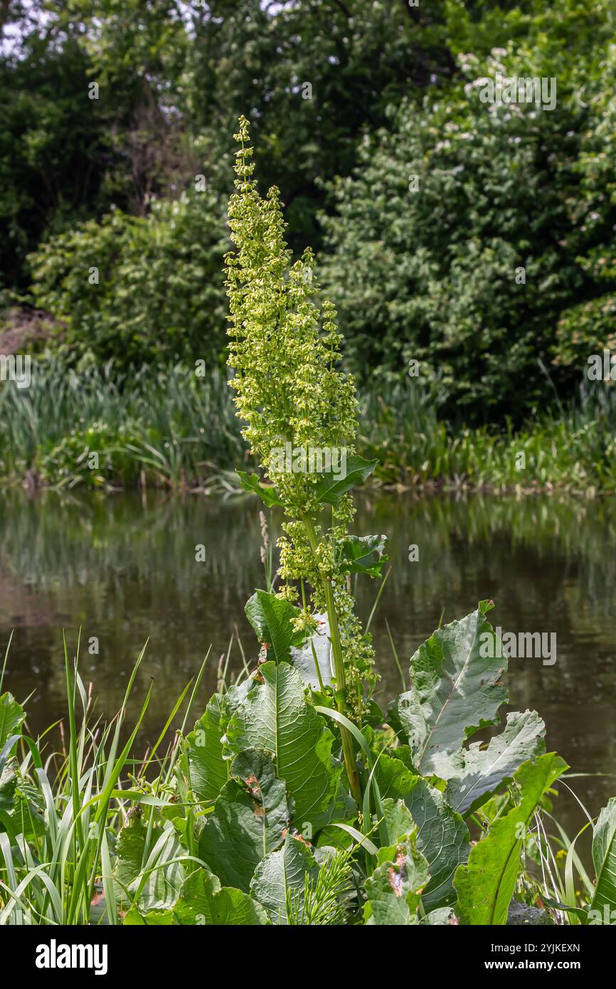 Rumex confertus in natural conditions, close-up. Big green leaves ...