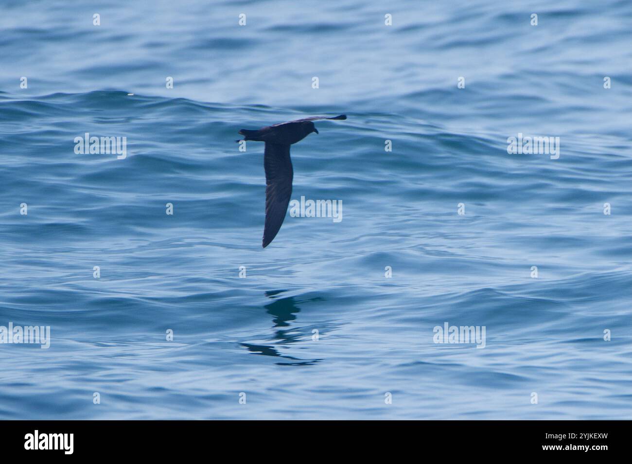 Black Storm-Petrel (Hydrobates melania Stock Photo - Alamy