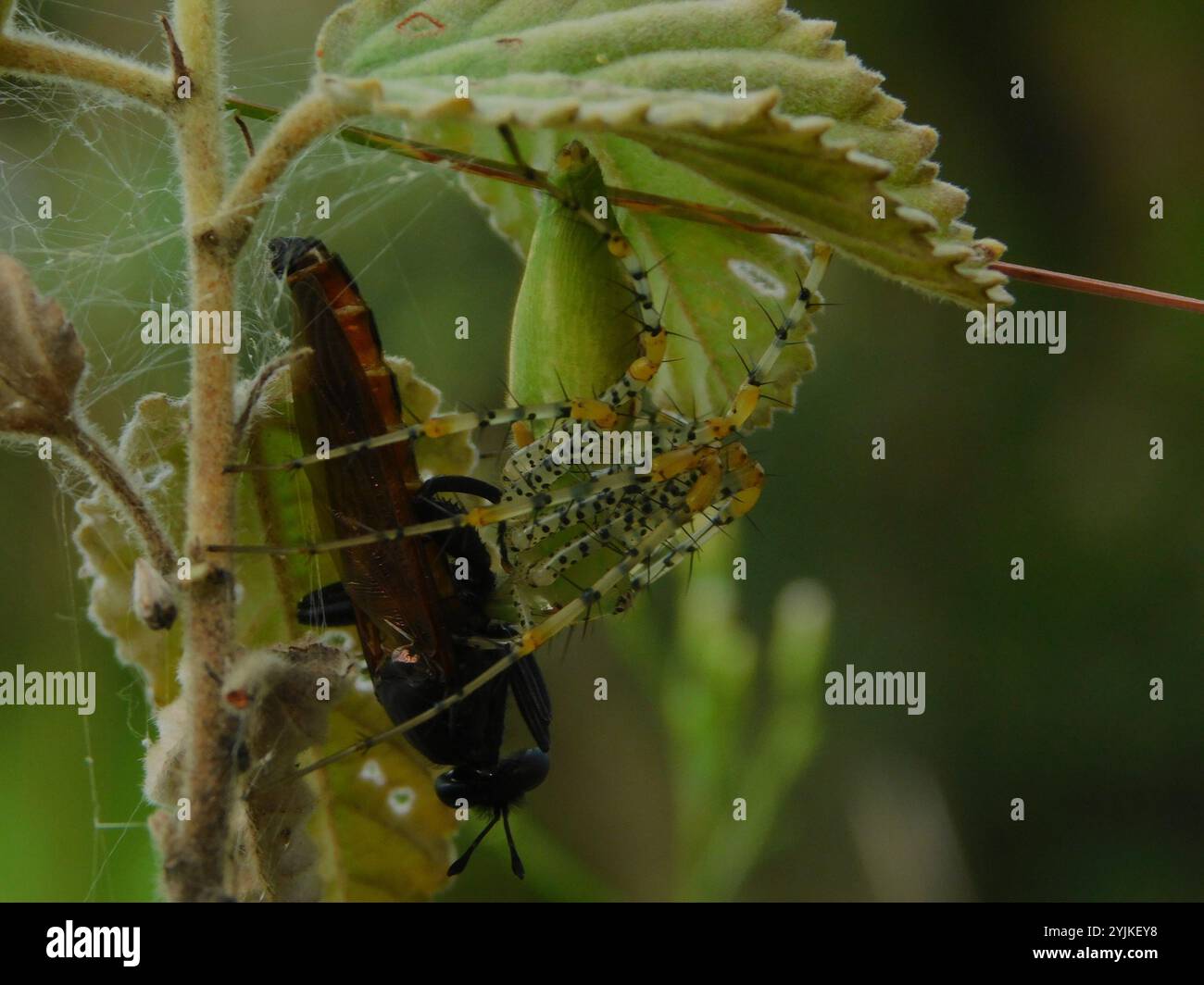 Mydas maculiventris hi-res stock photography and images - Alamy