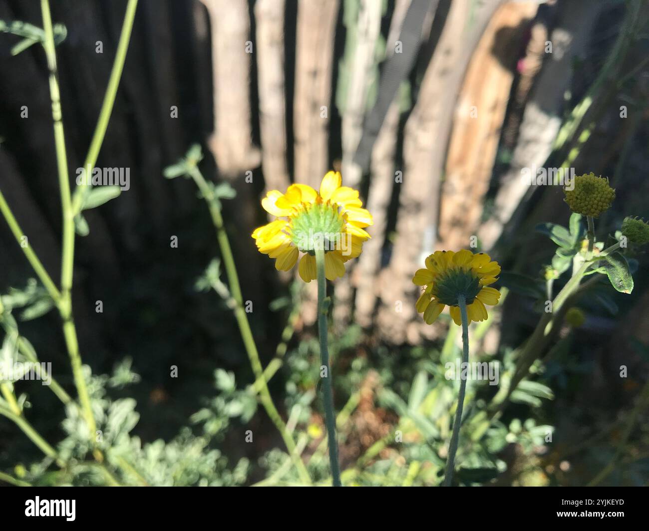 Hymenothrix dissecta hi-res stock photography and images - Alamy