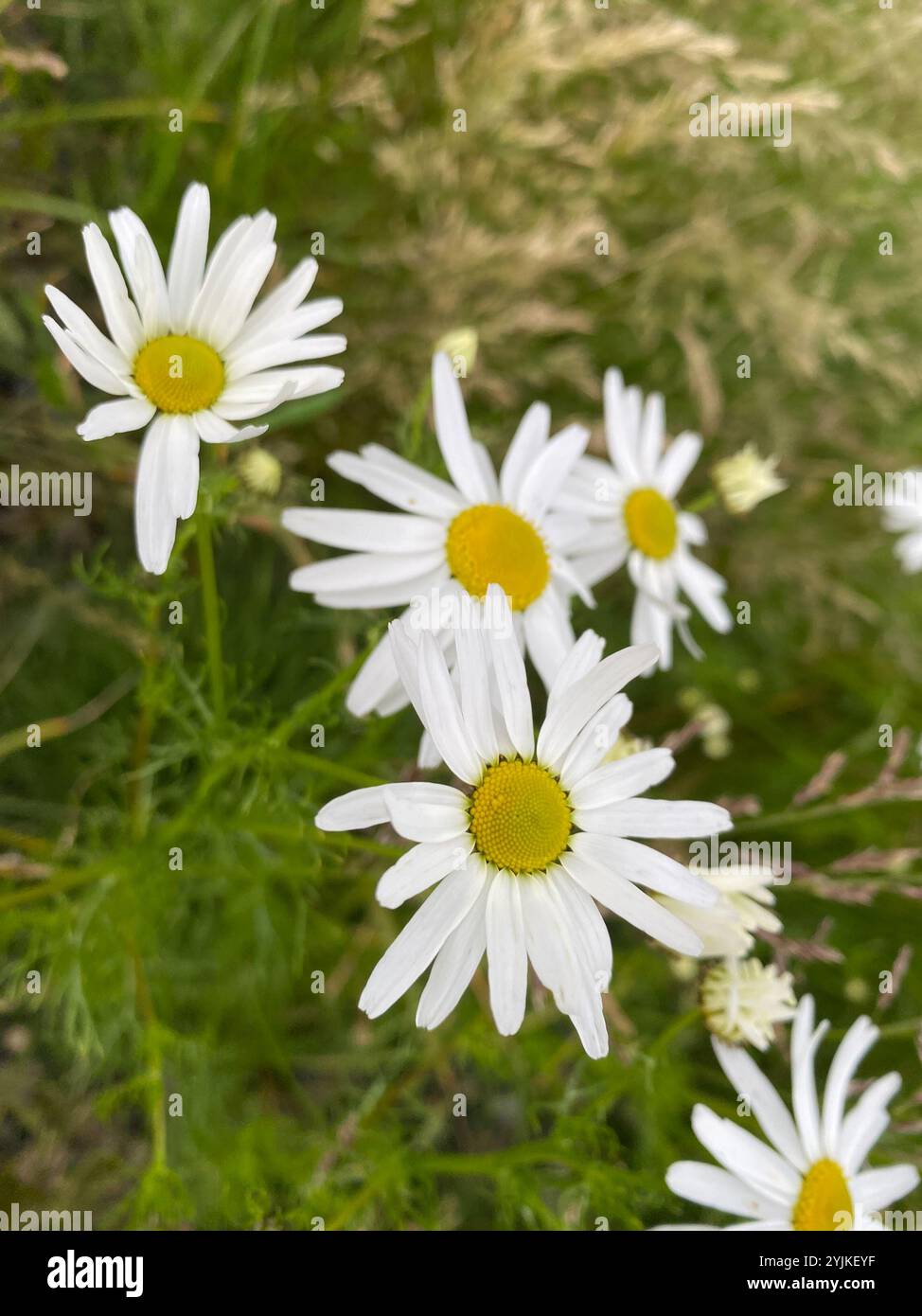 scentless mayweed (Tripleurospermum inodorum Stock Photo - Alamy