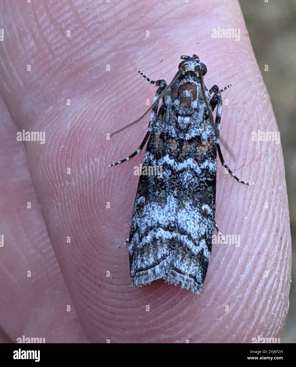 Conifer Coneworm Moths (Dioryctria Stock Photo - Alamy