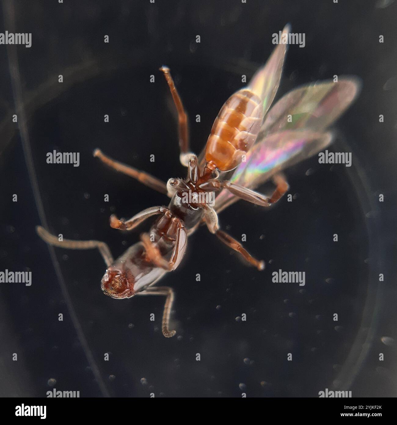 Cecropia Ants and Allies (Azteca Stock Photo - Alamy